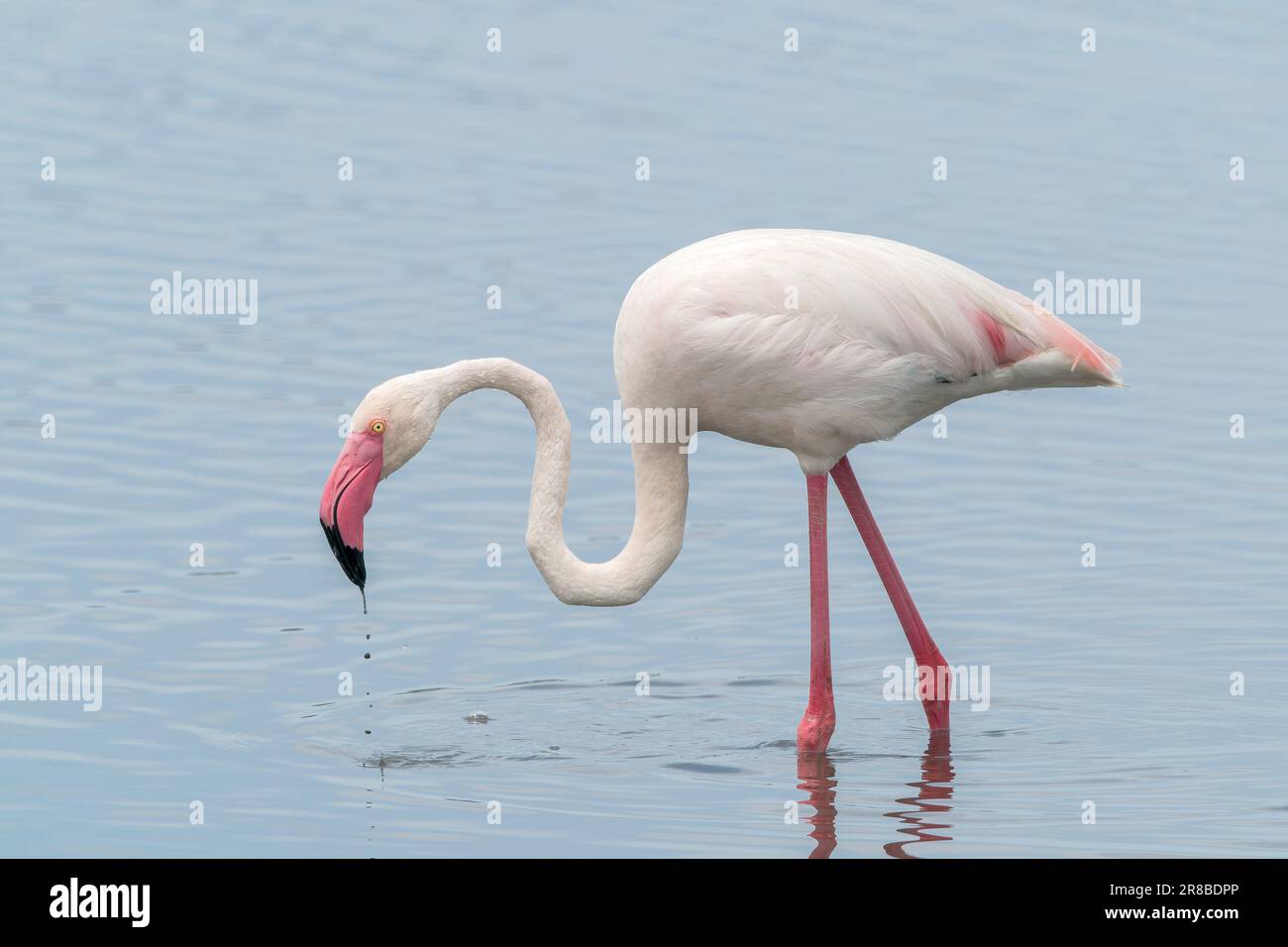 greater flamingo, Phoenicopterus roseus, single adult bird feeding ...