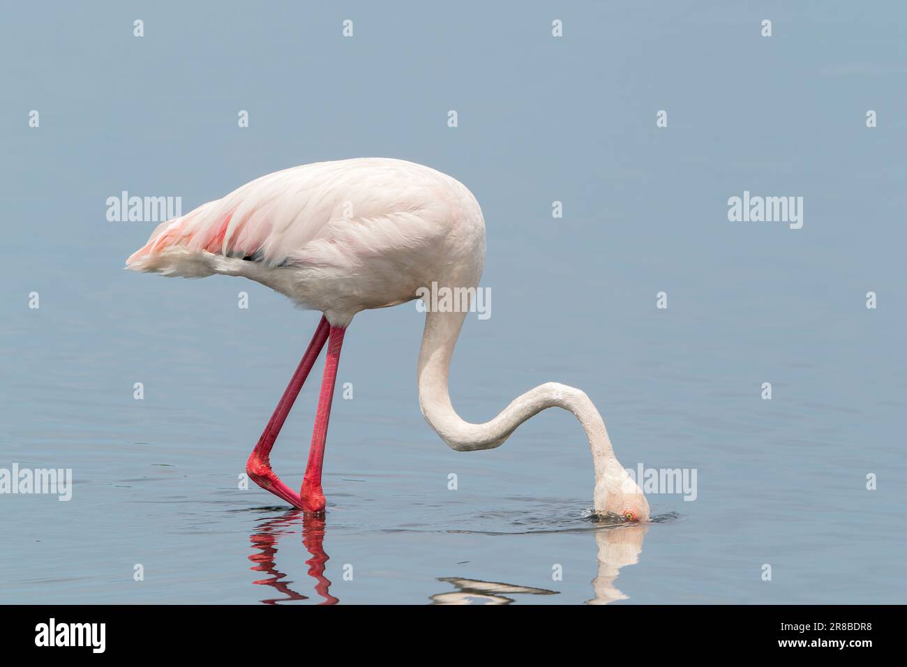 greater flamingo, Phoenicopterus roseus, single adult bird feeding ...
