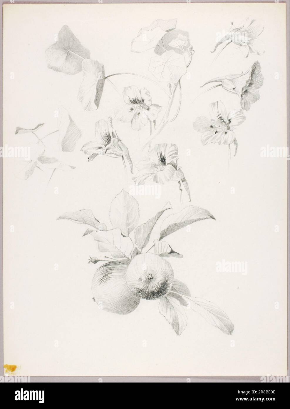 Untitled (Botanical Study) 1889 by George Elbert Burr, born Monroe ...