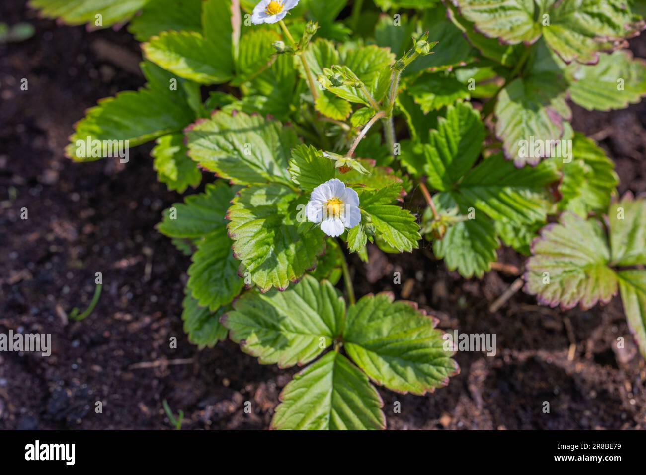 Climbing strawberry plants hi-res stock photography and images - Alamy