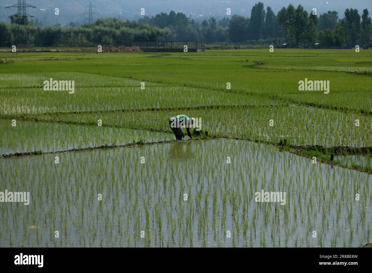 Srinagar Kashmir, India. 20th June, 2023. A Kashmiri farmer works in a ...