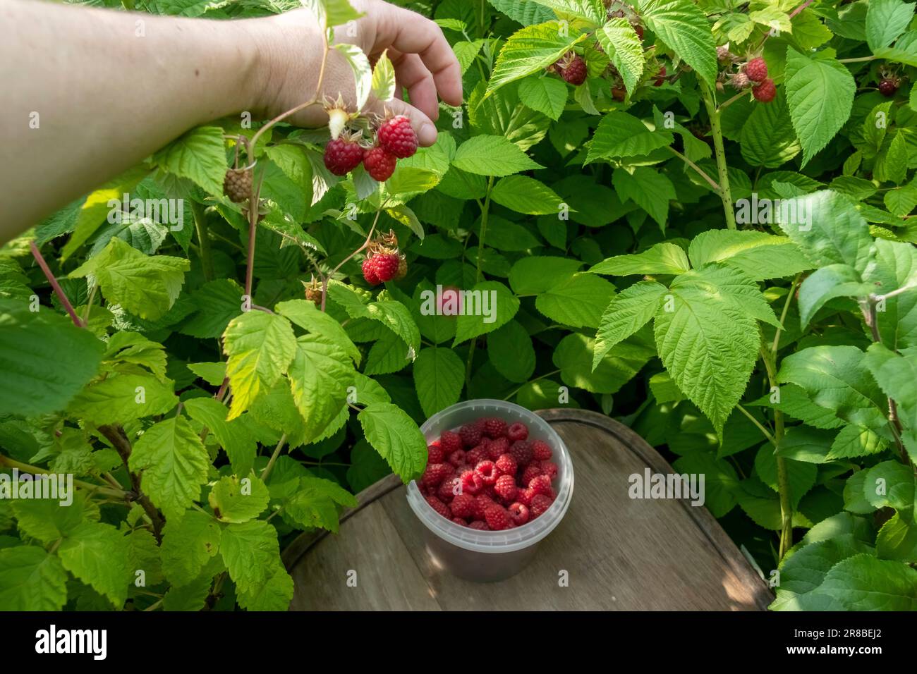 Picking raspberries in the garden Stock Photo - Alamy
