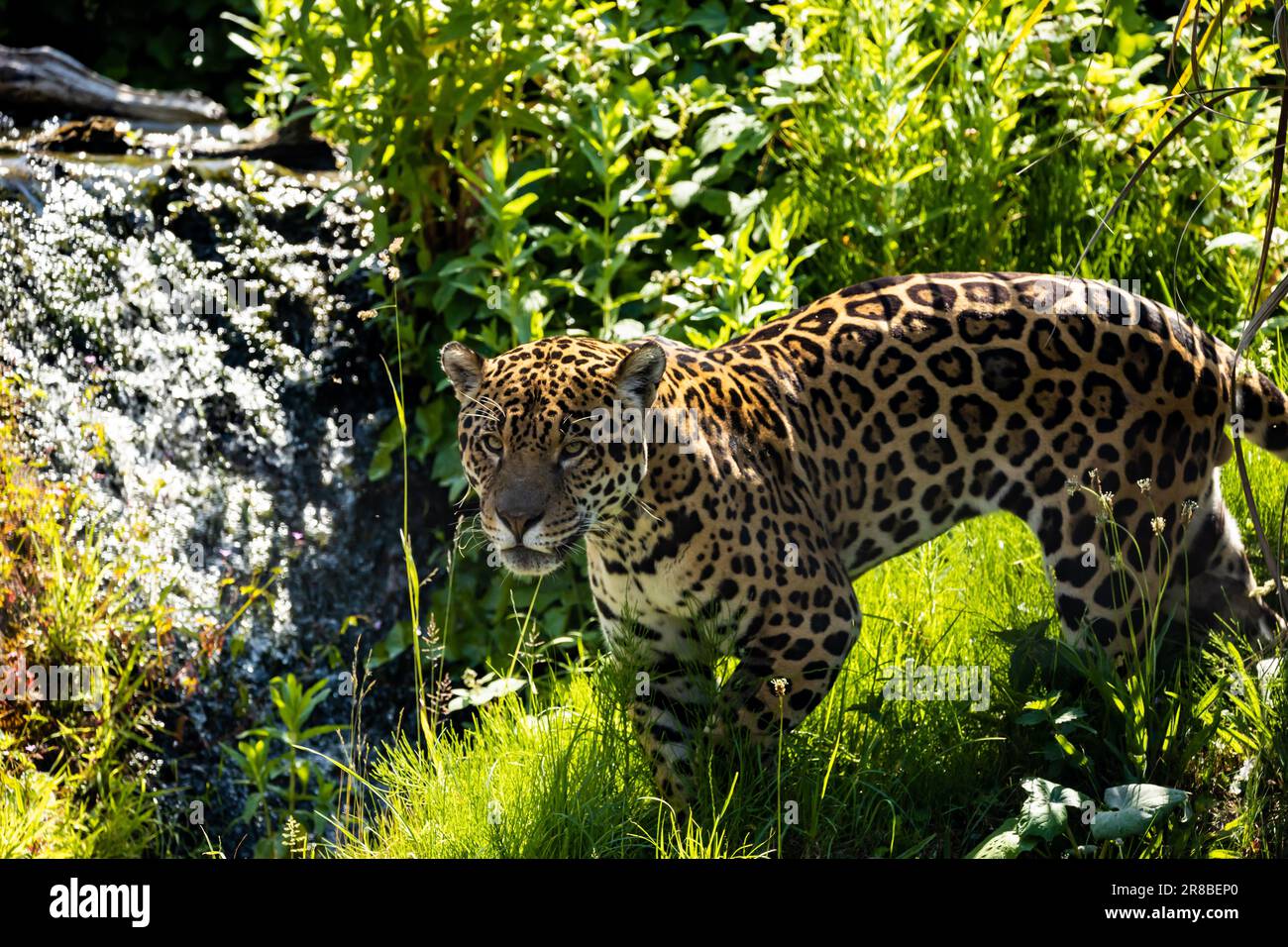 A majestic jaguar in its natural habitat Stock Photo - Alamy