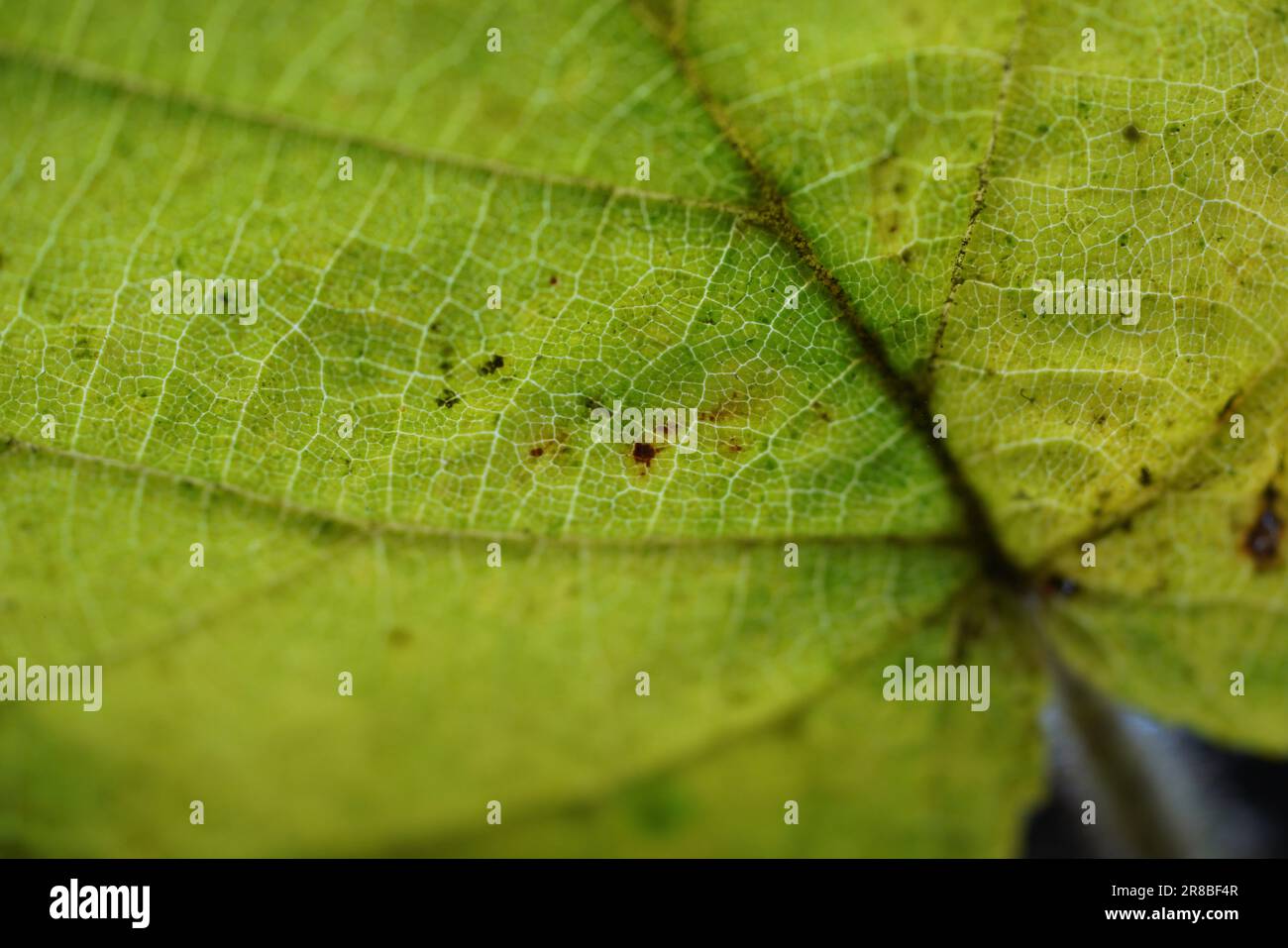 Leaf of a deciduous tree in autumn created in detail in the studio ...