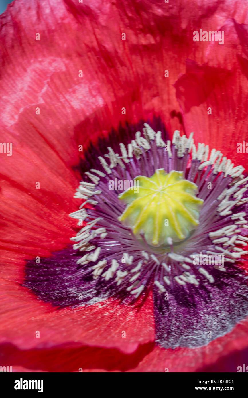 Striking natural close up / macro of red poppy flowers showing natural ...