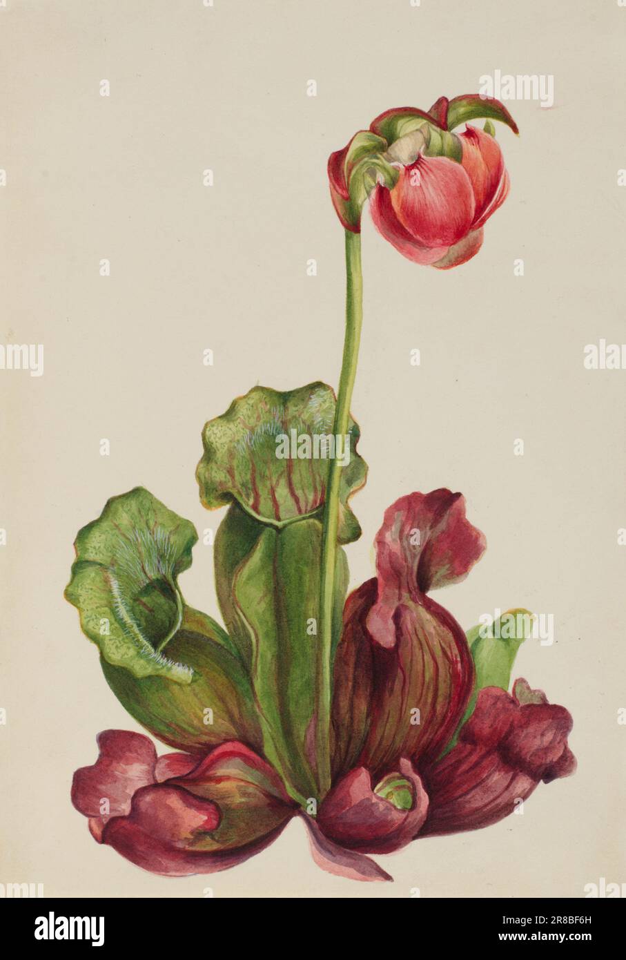 Common Pitcherplant (Sarracenia purpurea venosa) 1931 by Mary Vaux ...