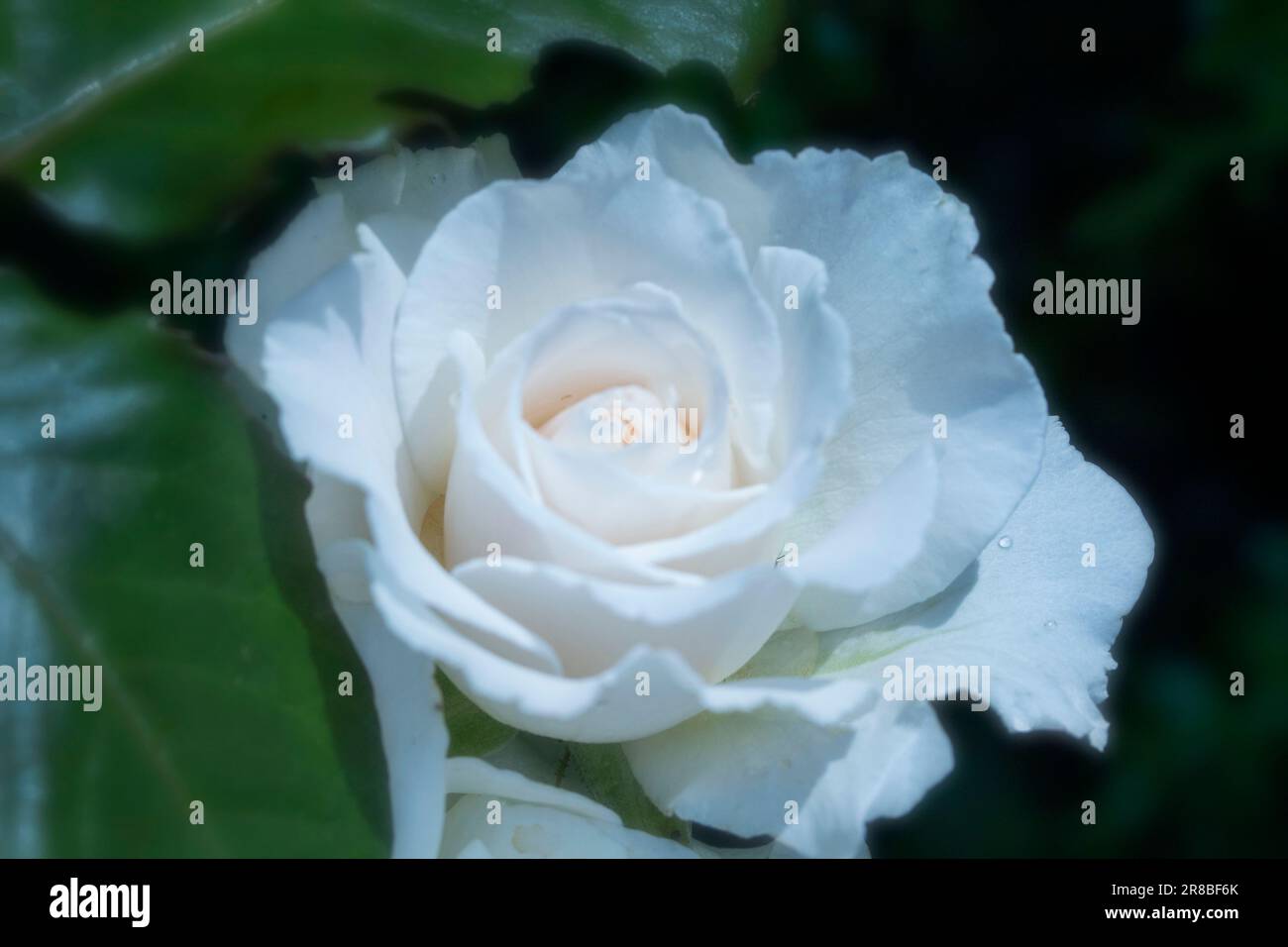 Close up natural flower portrait of romantic, and aromatic, white roses ...