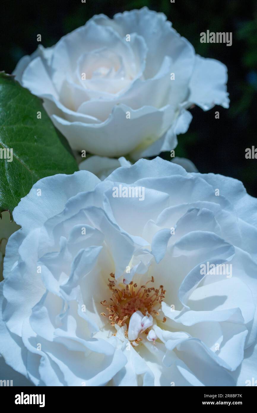 Close up natural flower portrait of romantic, and aromatic, white roses ...