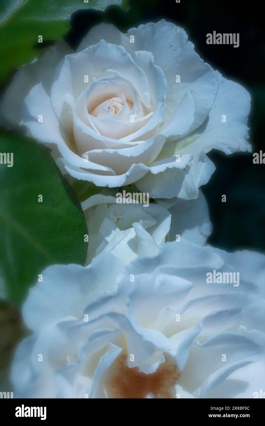 Close up natural flower portrait of romantic, and aromatic, white roses ...