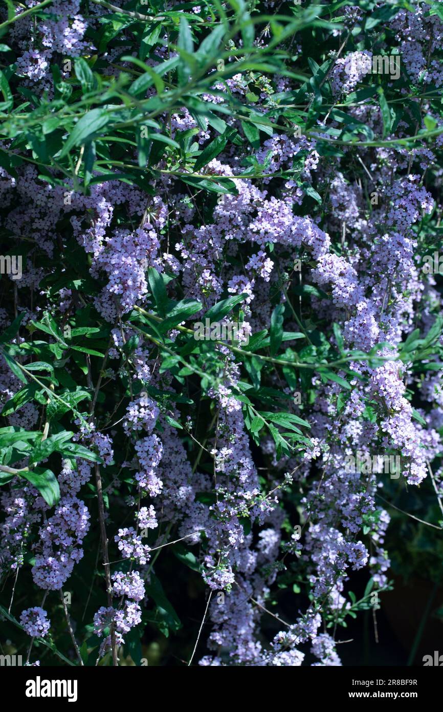 Natural close up flowering plant portrait of the prolifically blooming ...