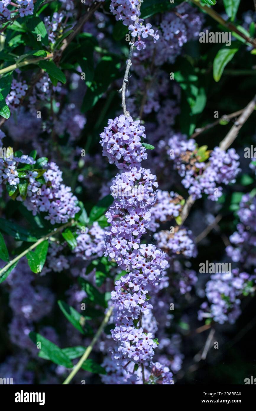 Natural close up flowering plant portrait of the prolifically blooming ...