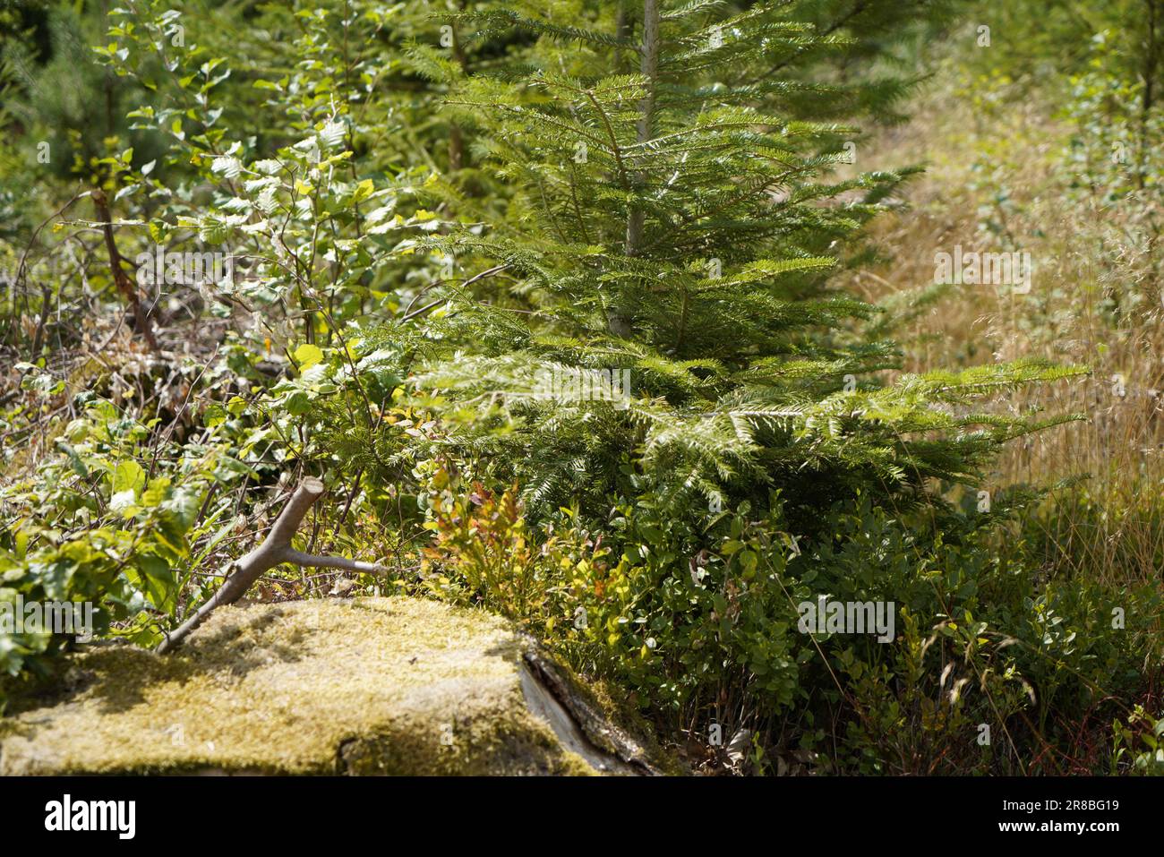 dying forests due to senseless clearing in the forest Tree stump in the ...