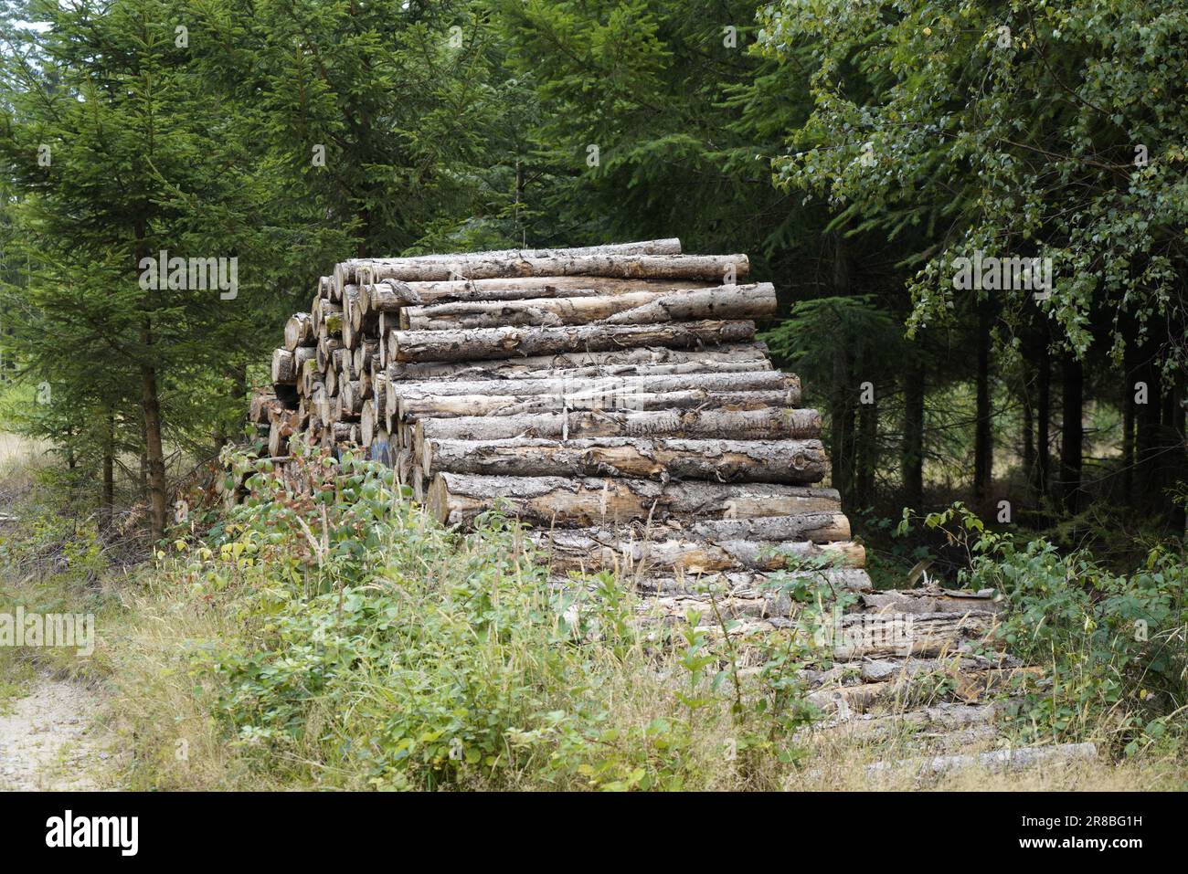 firewood cut in the forest and stored as a log to dry Stock Photo - Alamy