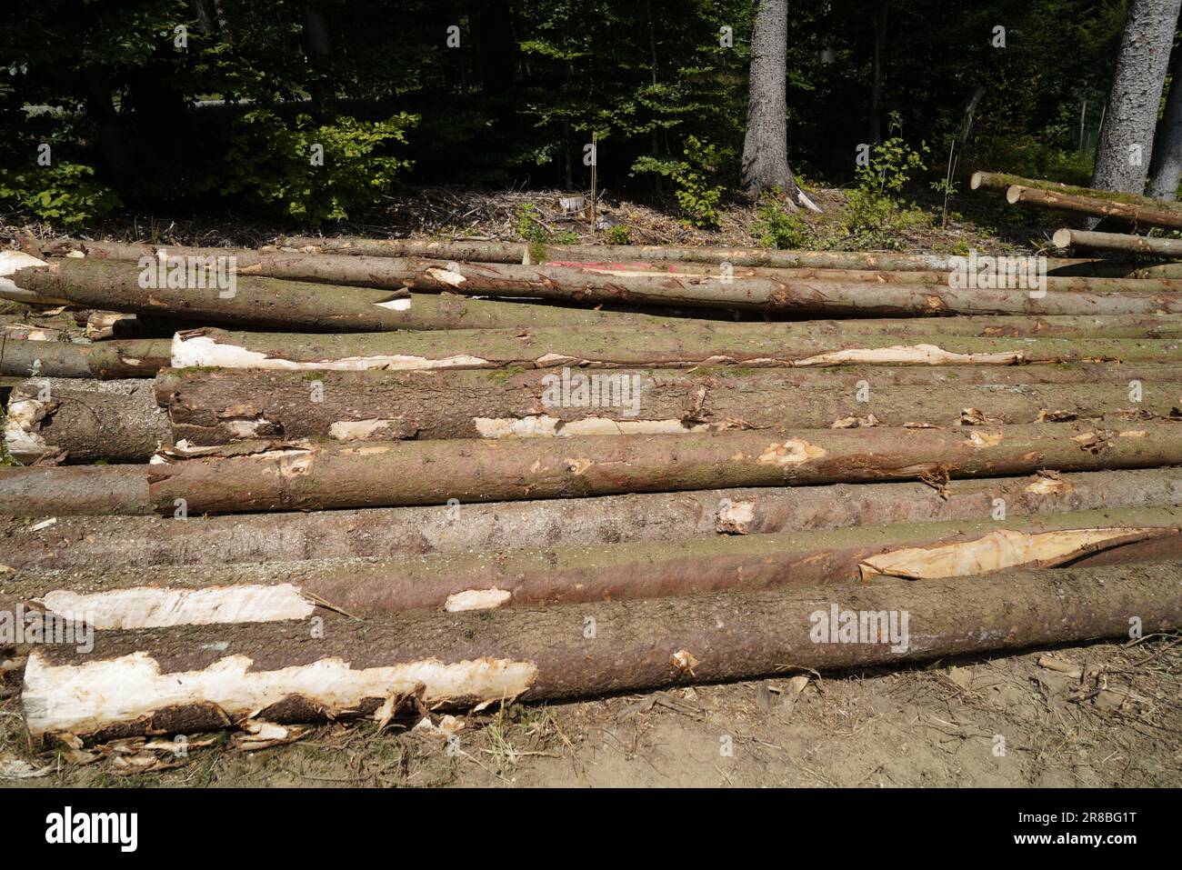 firewood cut in the forest and stored as a log to dry Stock Photo - Alamy
