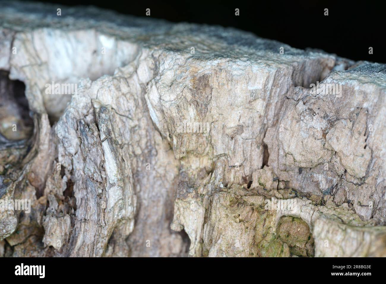 Tree bark is bark and bast and protects the tree from enemies Stock ...