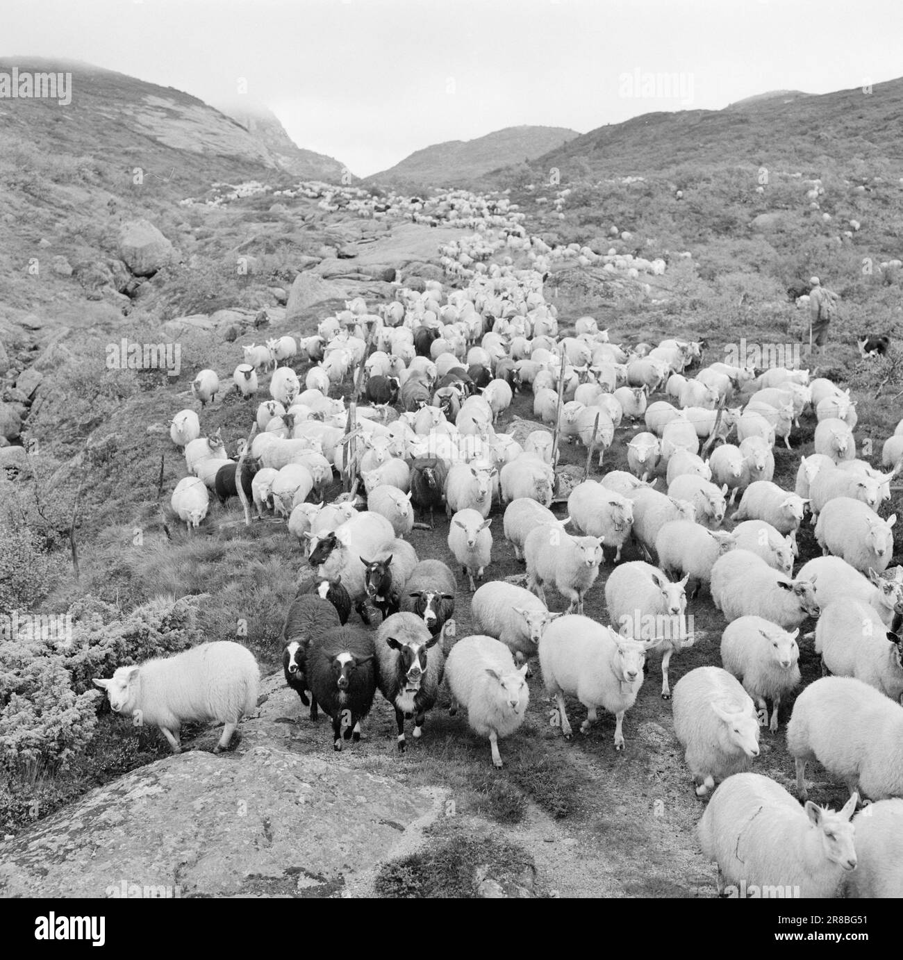 Current 42-1-1960: Bye Bye!! Summer is over. Sheep herding in Sirdal ...