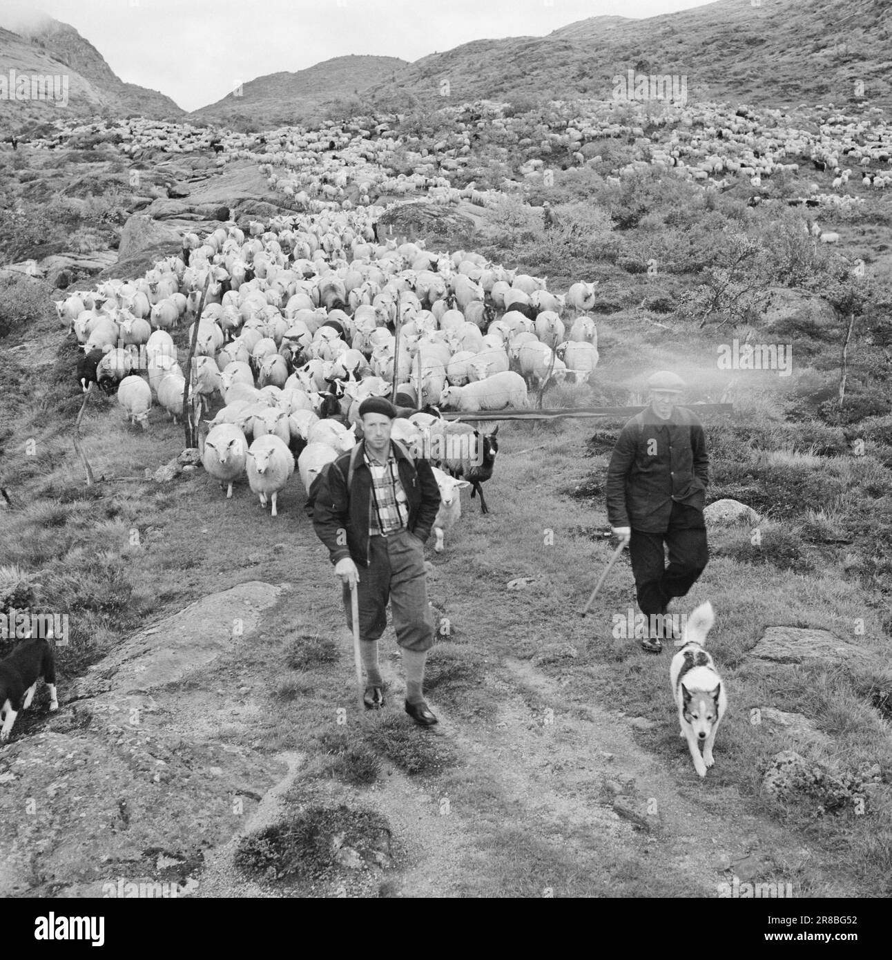 Current 42-1-1960: Bye Bye!! Summer is over. Sheep herding in Sirdal ...