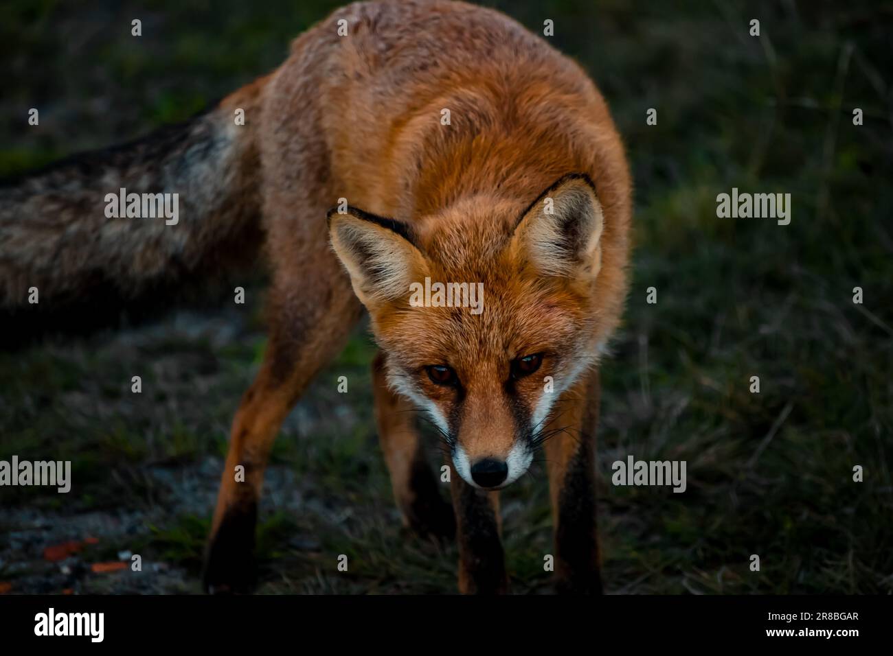 A portrait of a red fox in a green meadow. Romania Stock Photo - Alamy