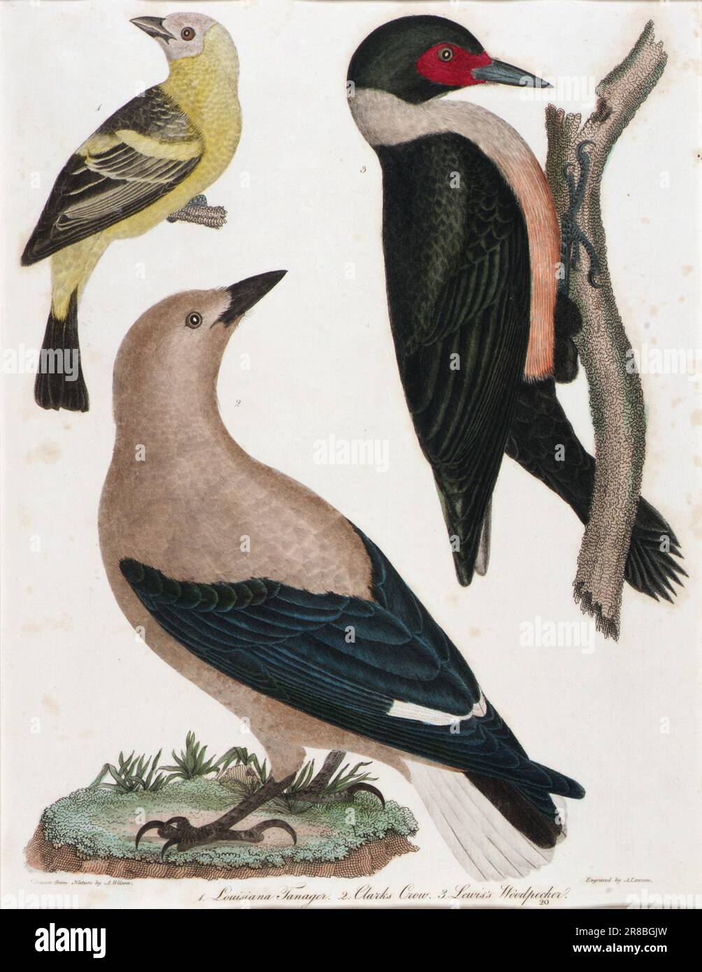 Louisiana Tanager, Clark's Crow, Lewis' Woodpecker [] by Alexander ...