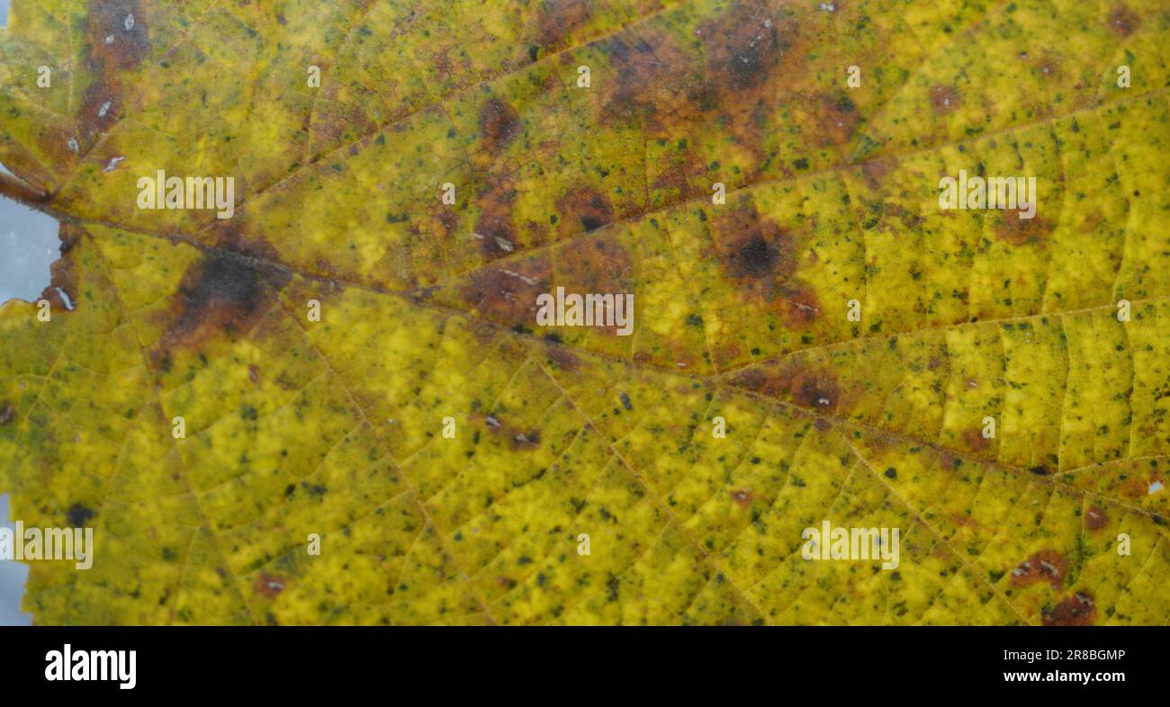 Leaf of a deciduous tree in autumn created in detail in the studio ...