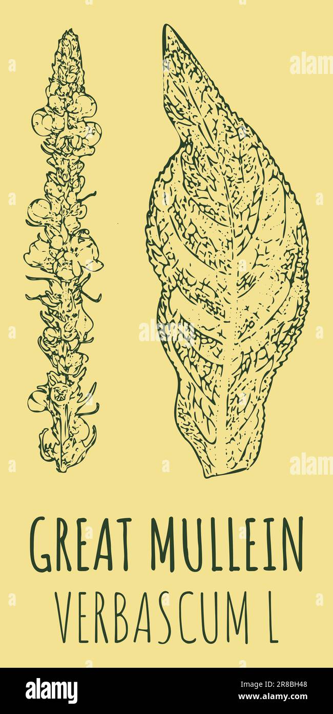 Vector drawings GREAT MULLEIN. Hand drawn illustration. Latin name ...