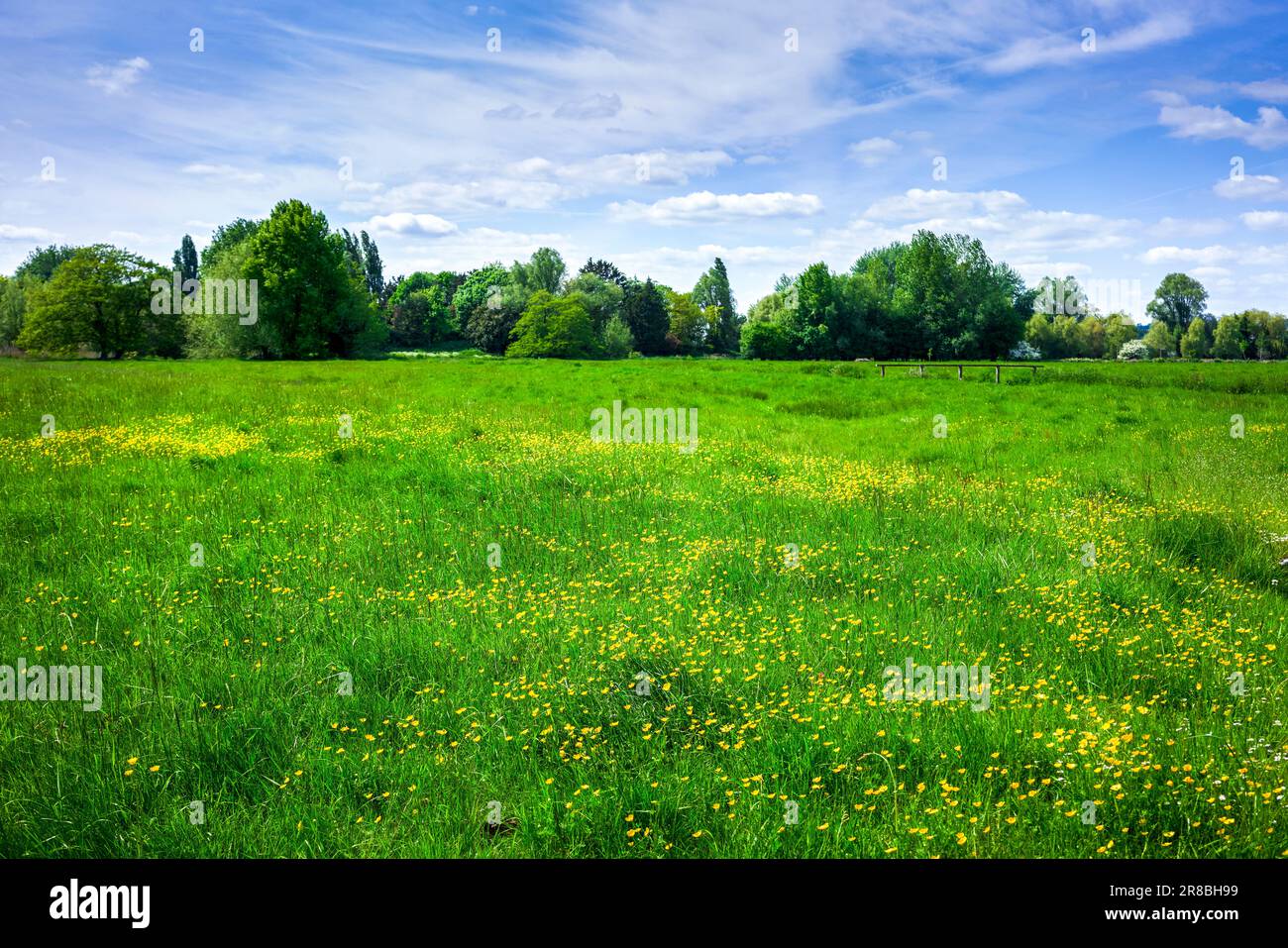 Blue Sky Green Grass Trees