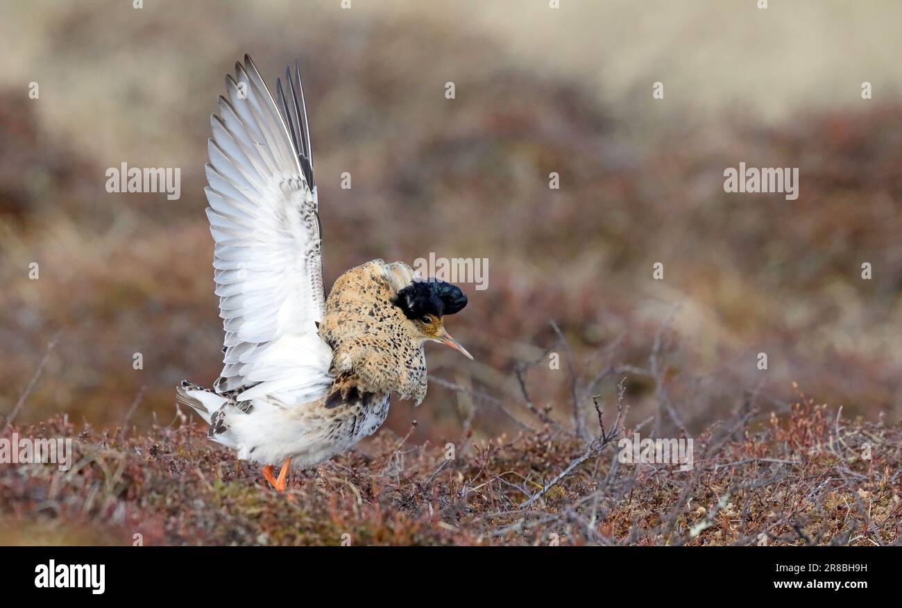Ruff bird hi-res stock photography and images - Alamy