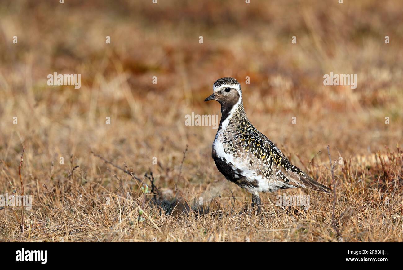 Golden plover in breeding plumage standing on tundra Stock Photo - Alamy