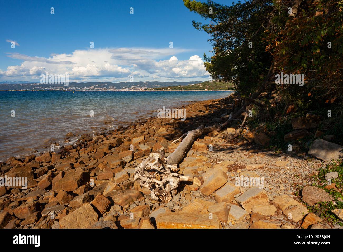 A white tree trunk thrown onto a rock seaside beach, Debeli Rtič ...