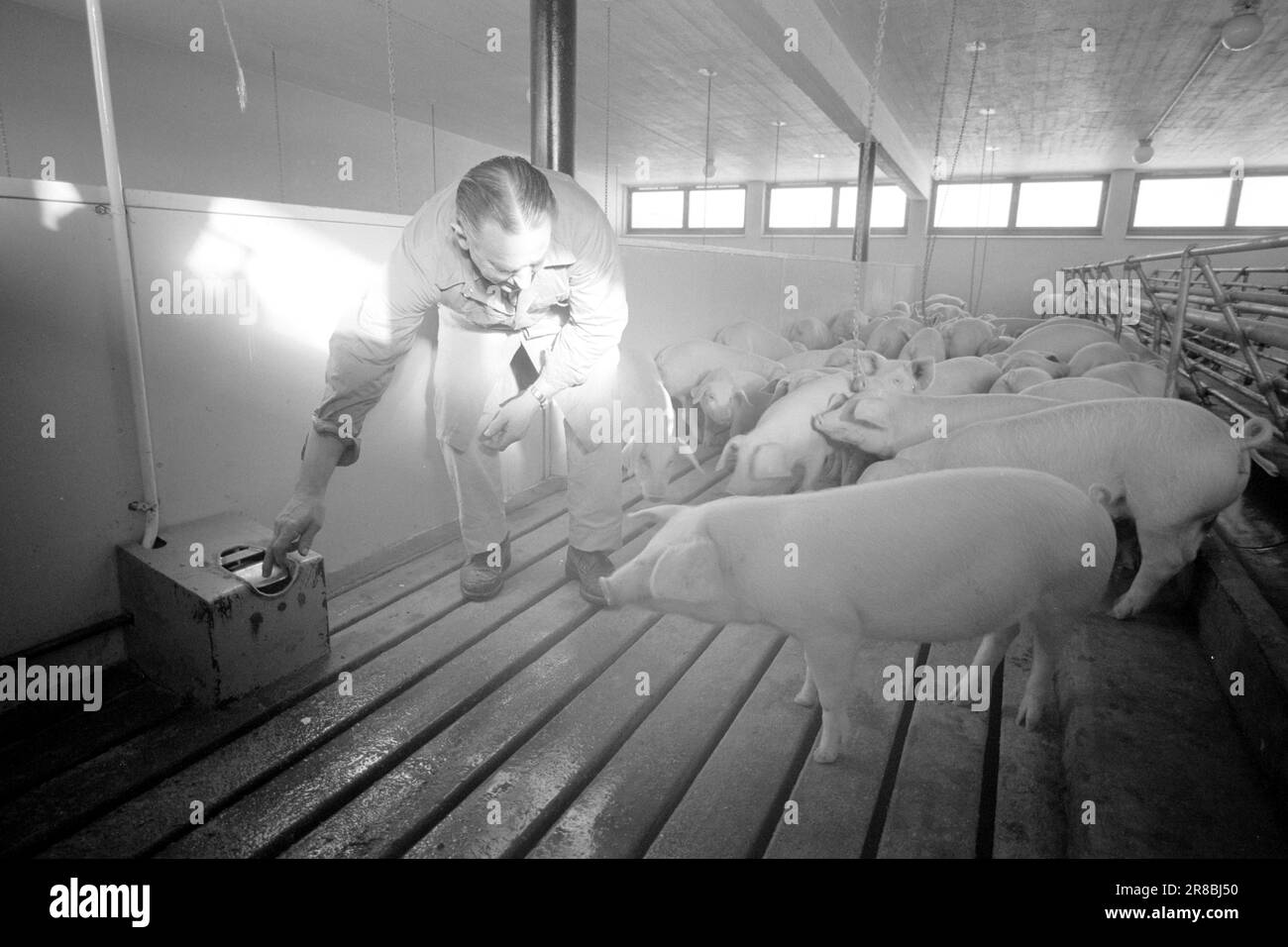 Current 9-7-1960 : With the pig in the backThe sales phantom Gunnar ...