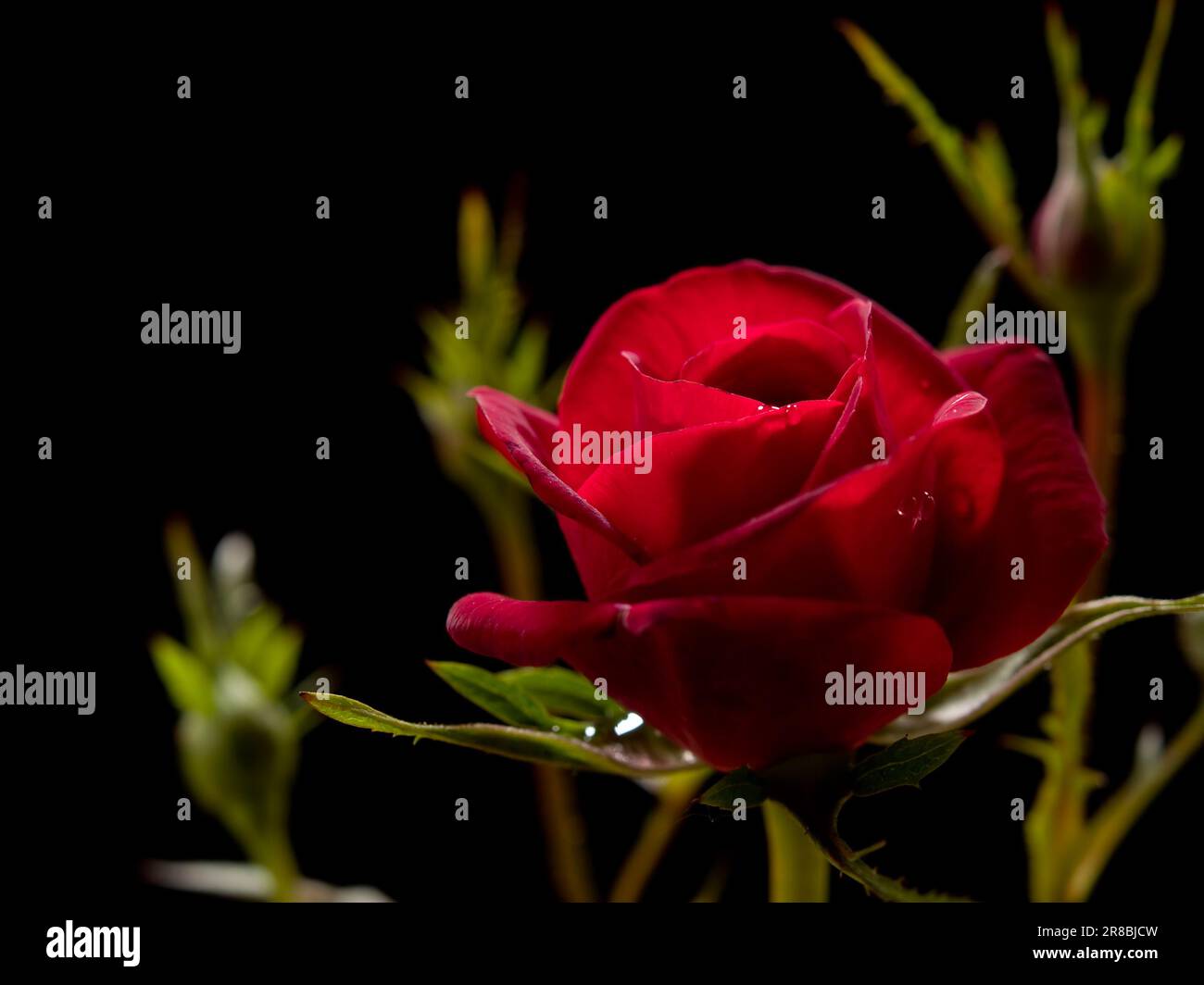 A red rose (rosa gallica) with young buds before a black background ...