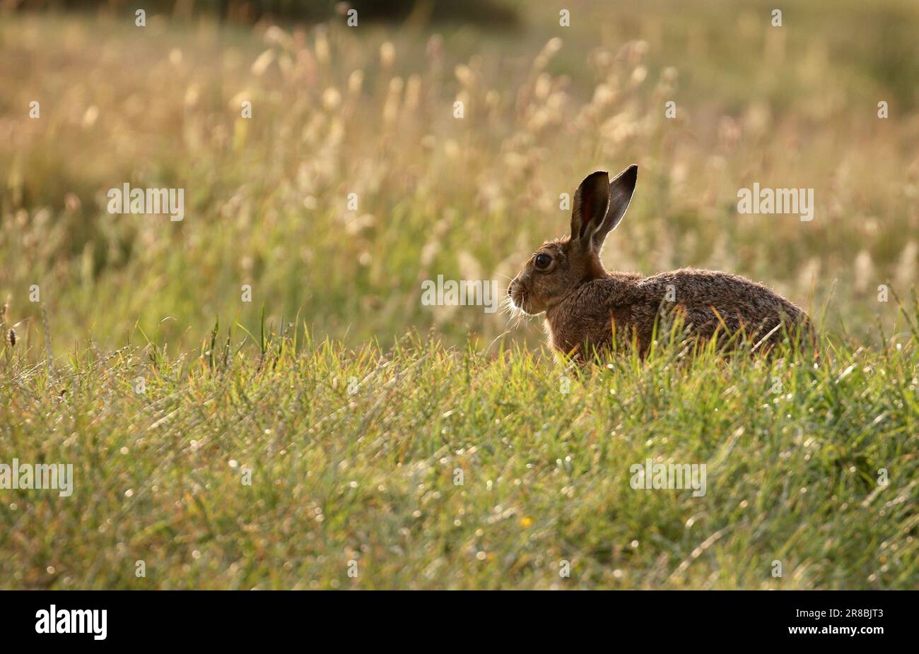Golden brown hare hi-res stock photography and images - Alamy