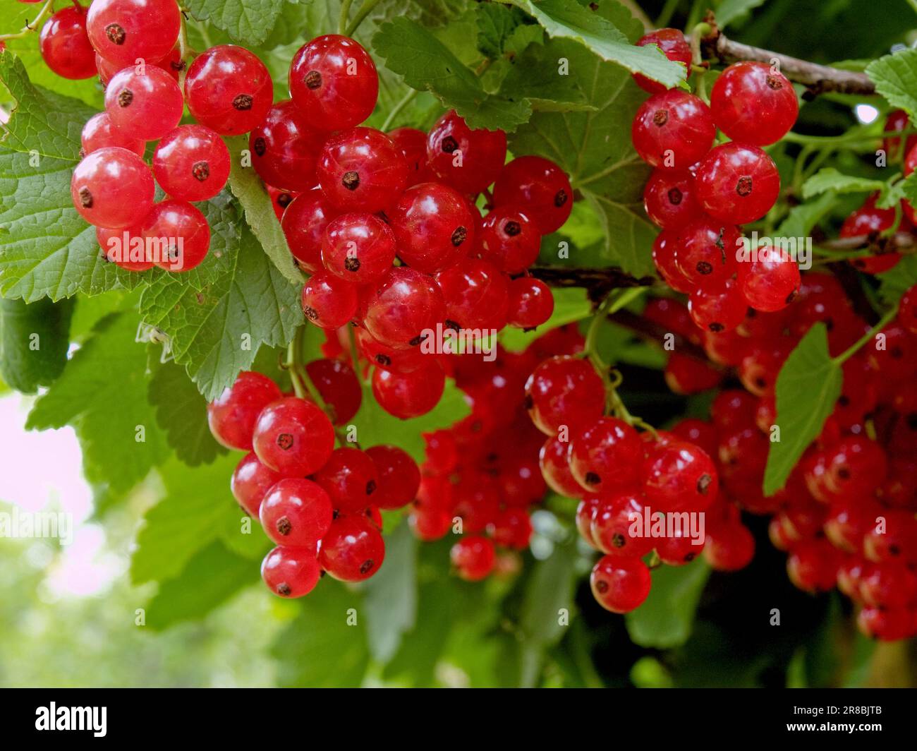 The Red currant (Ribes rubrum) in the shrub Stock Photo - Alamy