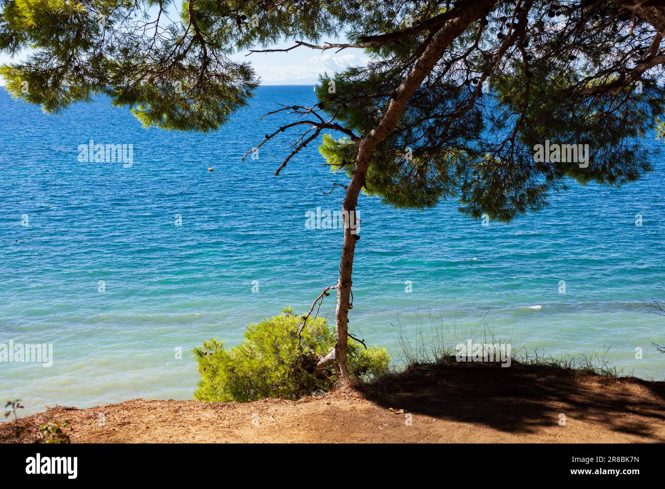 Pine tree next to the slovenian sea. Punta grossa Stock Photo - Alamy