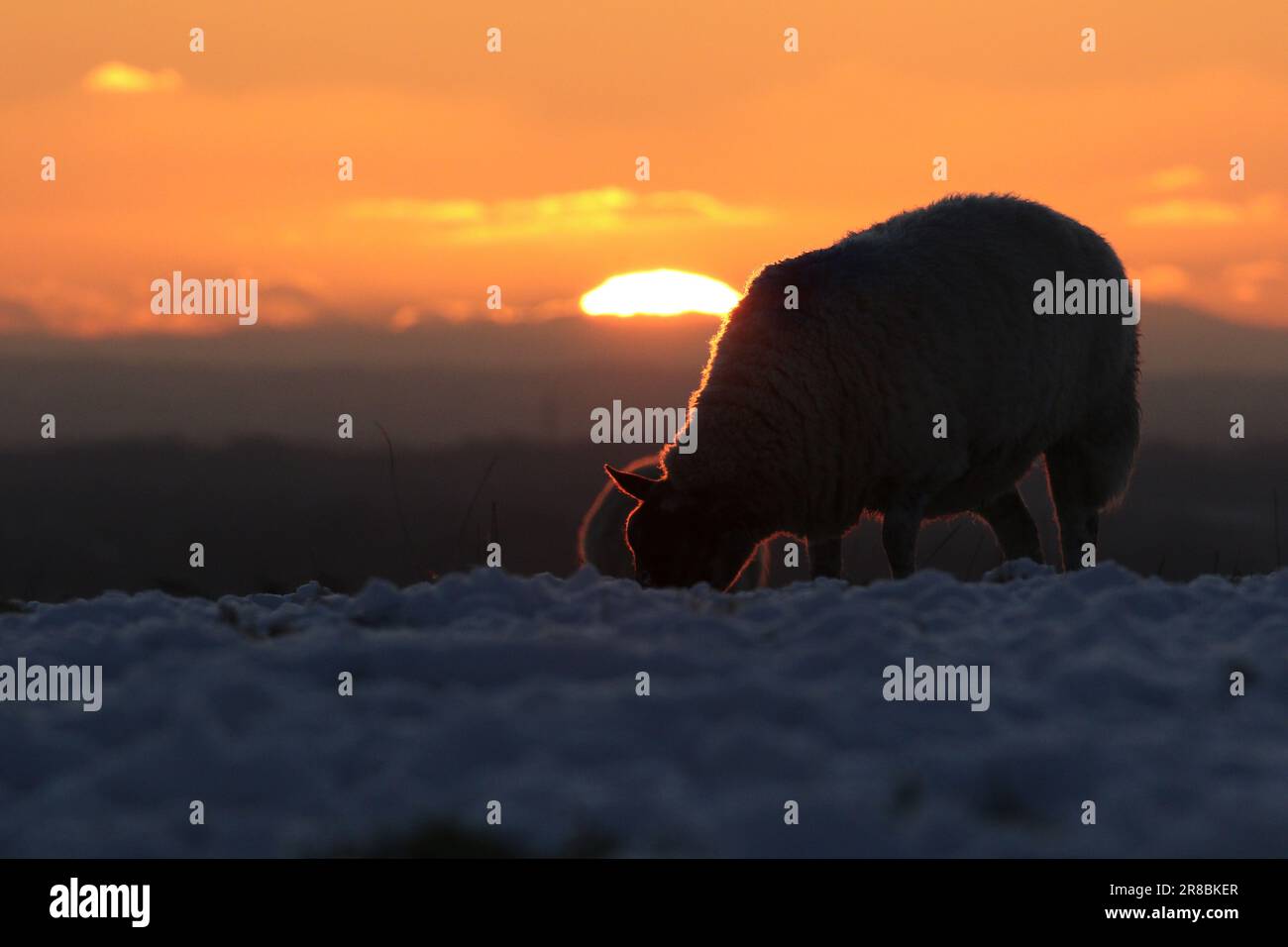 Sheep landscape sunset hi-res stock photography and images - Alamy