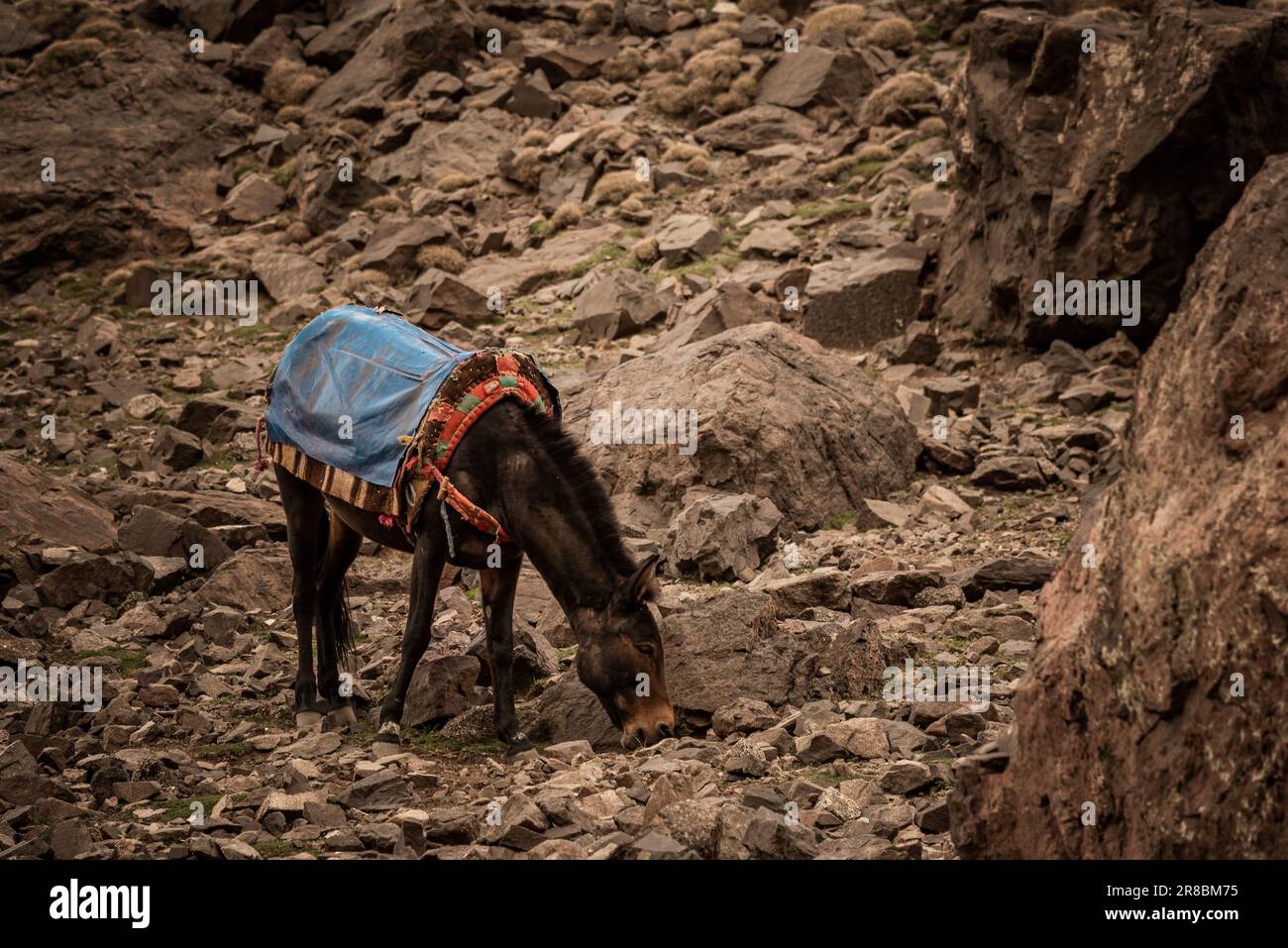 A mule stands in a grassy field, its saddle still attached Stock Photo ...