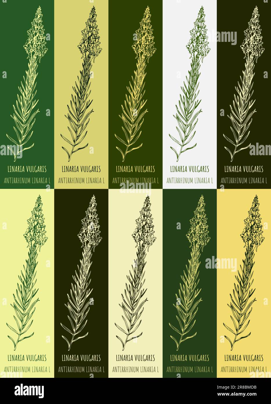 Set of vector drawing of COMMON TOADFLAX in various colors. Hand drawn ...