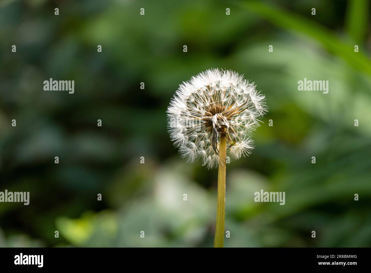 Petals floating in breeze hi-res stock photography and images - Alamy