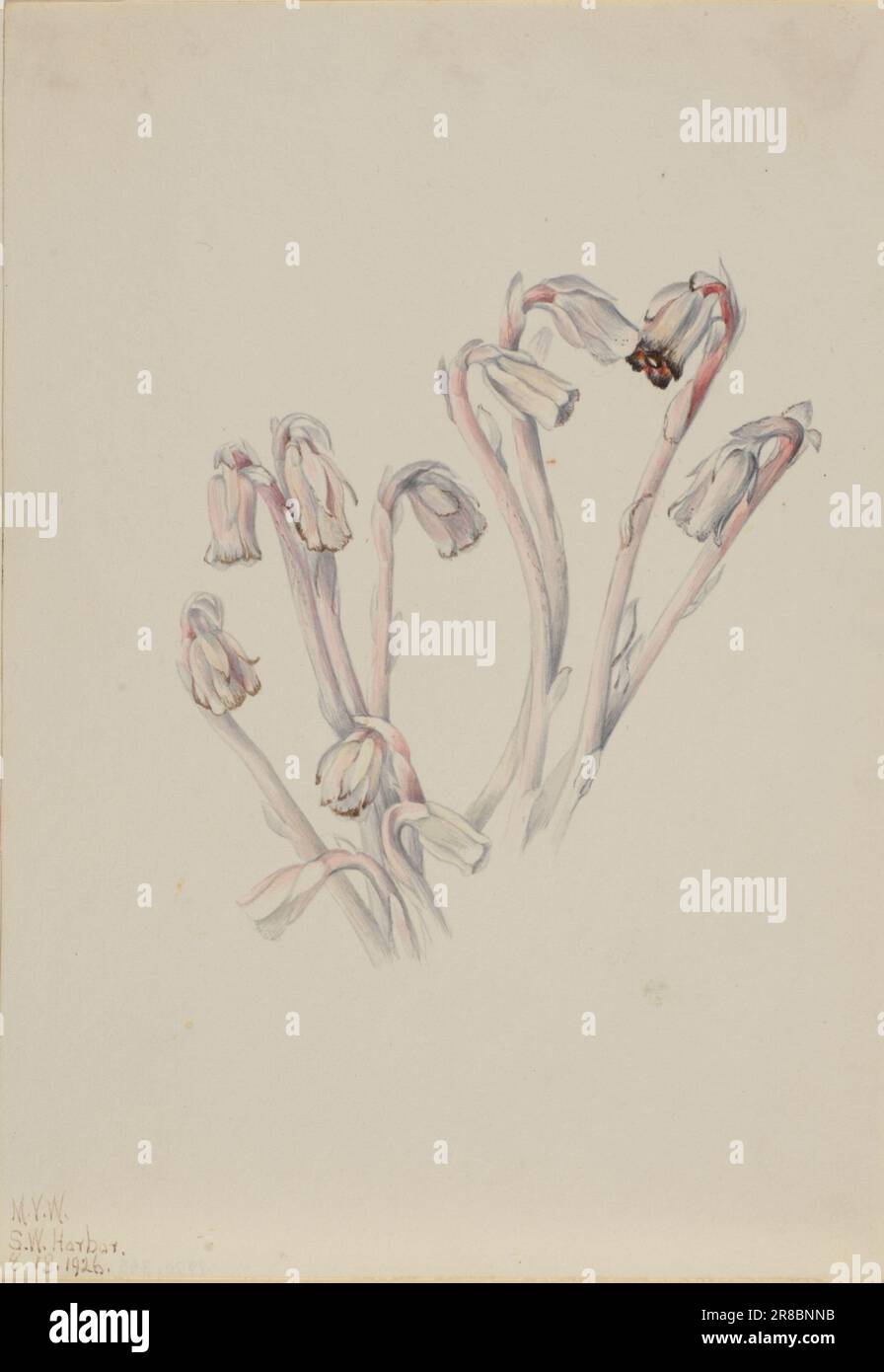 Indian Pipe (Monotropa uniflora) 1926 by Mary Vaux Walcott, born ...
