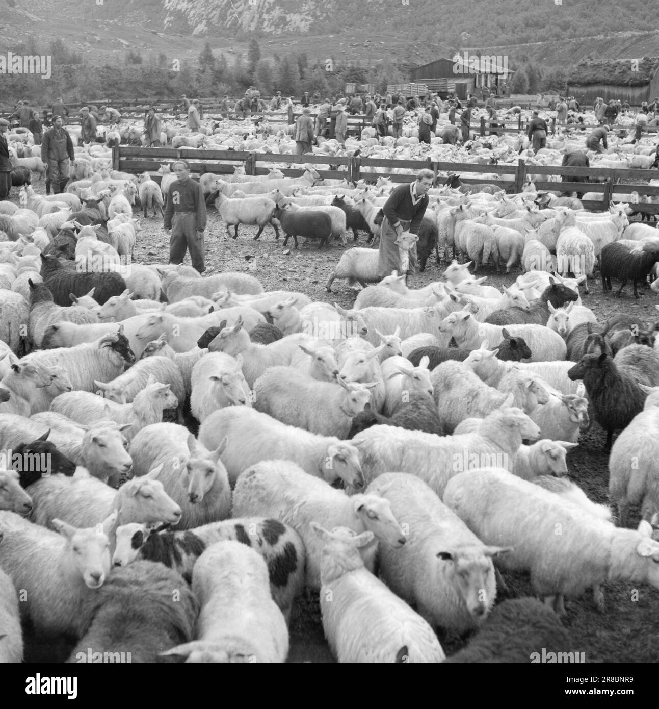 Current 20-2-1950: And then comes the sheep-in-the-cauldron.Sheep ...