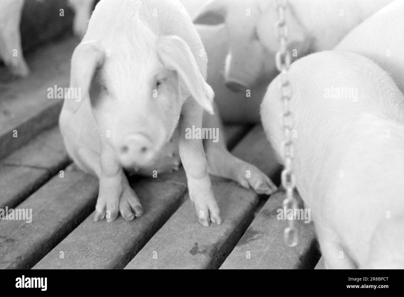 Current 9-7-1960 : With the pig in the backThe sales phantom Gunnar ...