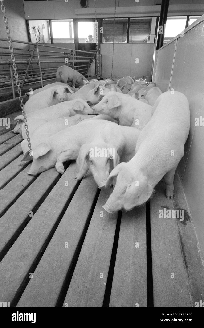 Current 9-7-1960 : With the pig in the backThe sales phantom Gunnar ...