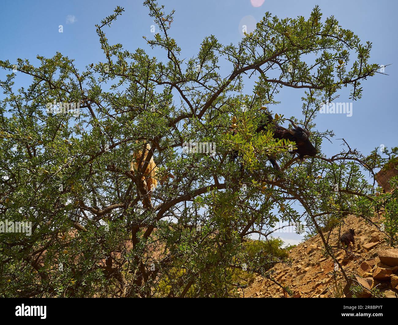 goats standing and climbing in a argan oil tree and feeding from the ...