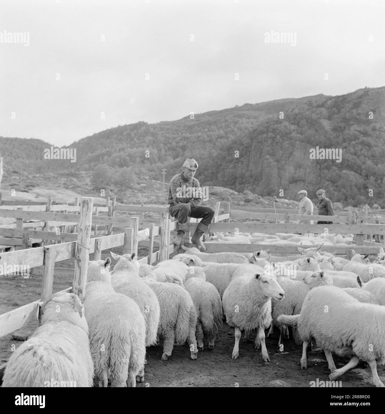 Current 42-1-1960: Bye Bye!! Summer is over. Sheep herding in Sirdal ...