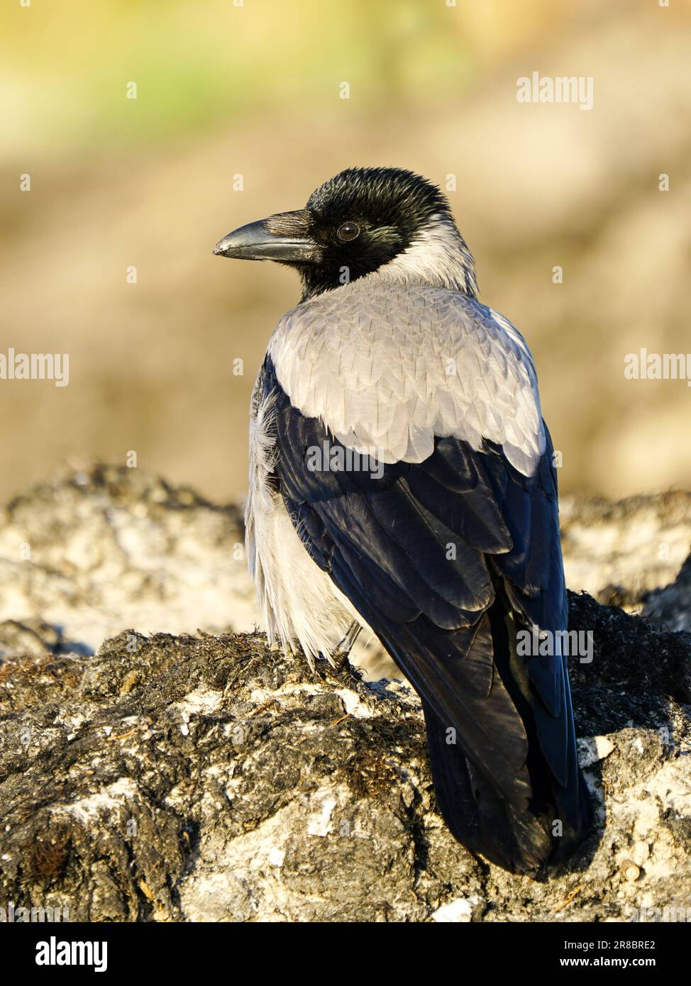 Hooded crow, Corvus cornix, grey crow, beautiful profile portrait on ...
