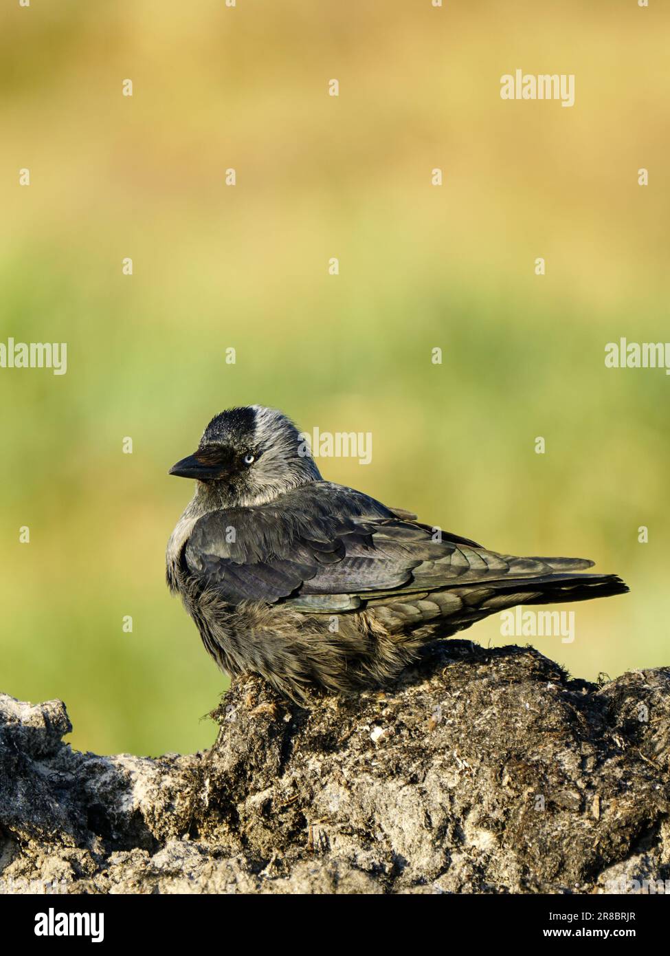 The western jackdaw, Corvus monedula, also known as the Eurasian ...