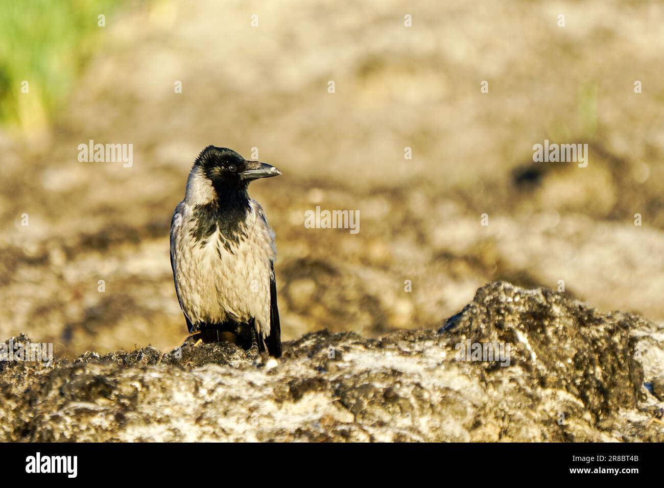 Hooded crow, Corvus cornix, grey crow, beautiful profile portrait on ...