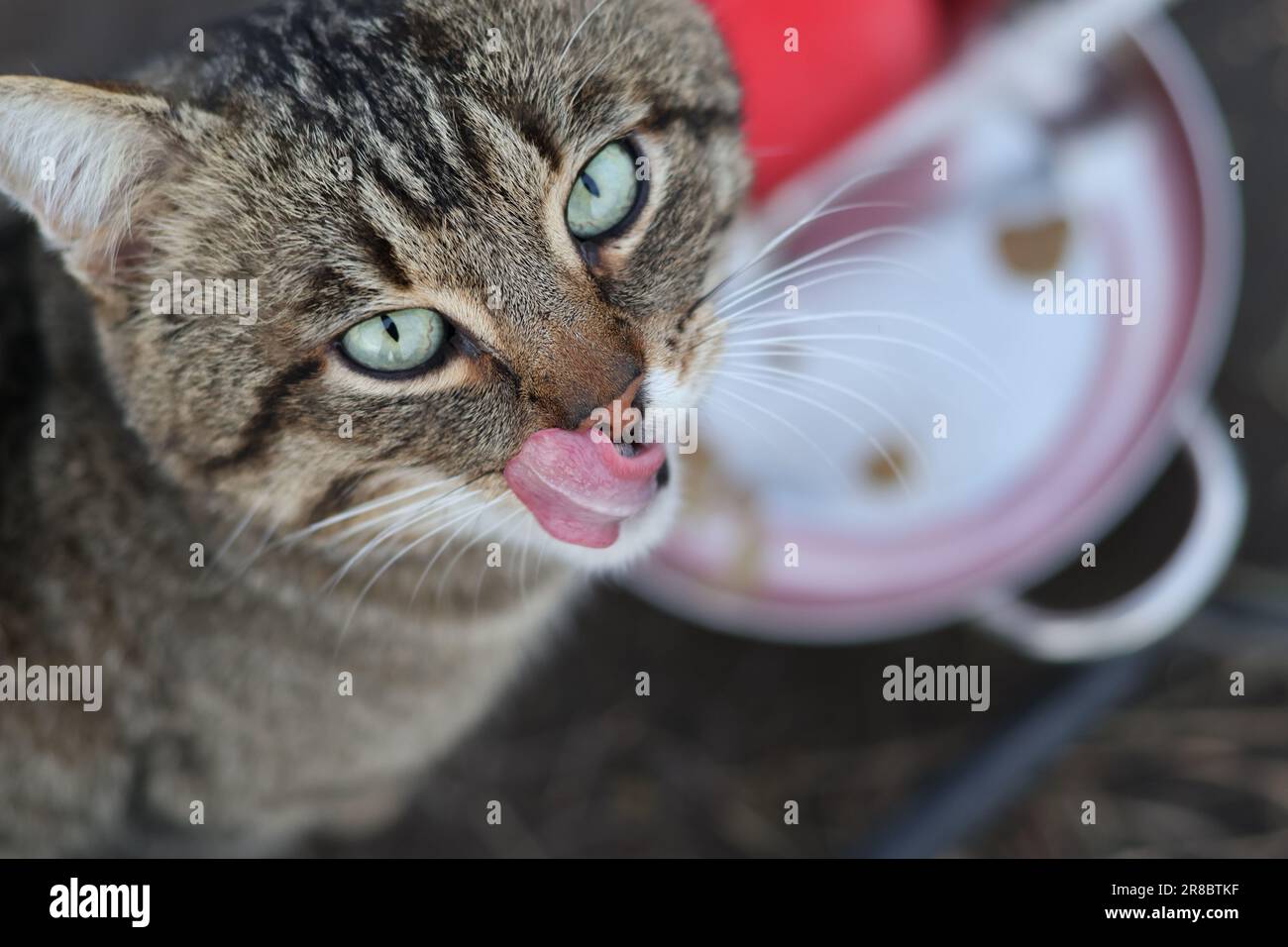 A close-up of a gray tabby cat licking its face after eating its meal ...