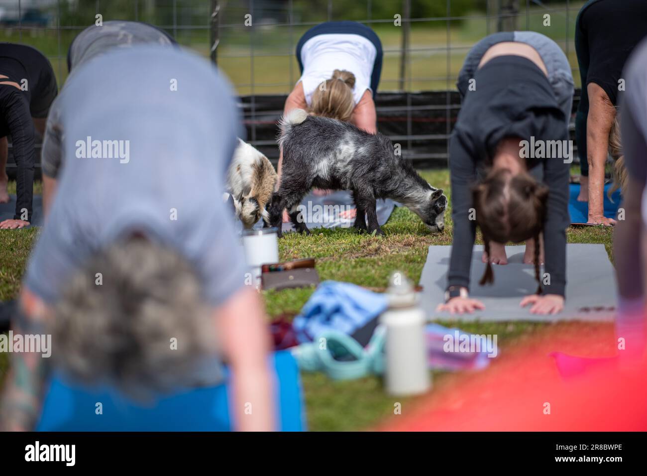 The goats walk among people in an outdoor goat yoga class Stock Photo ...