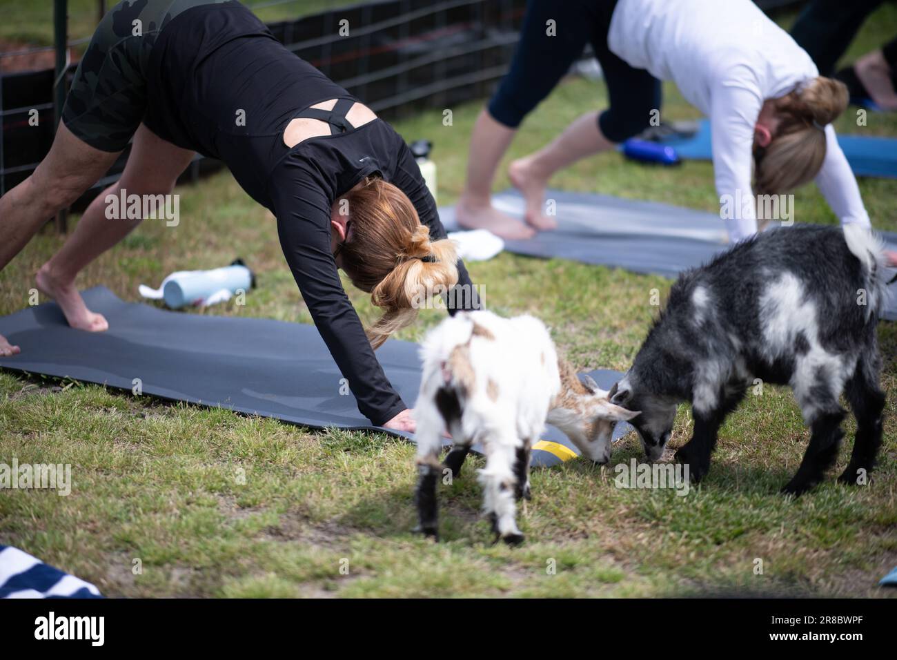The goats walk among people in an outdoor goat yoga class Stock Photo ...
